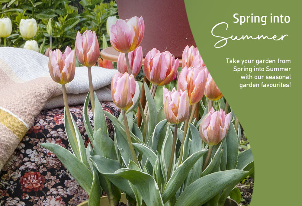 In-Excess - Quality for Less!